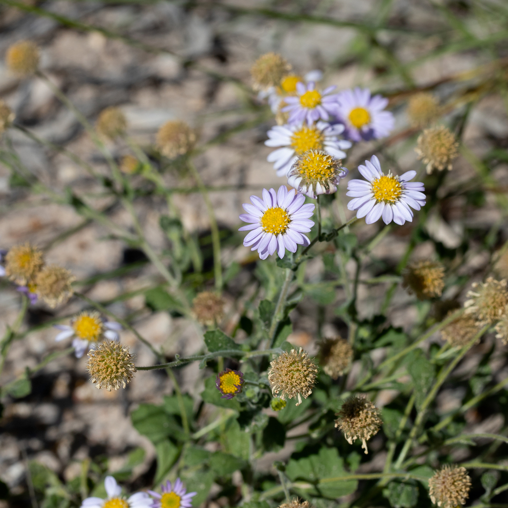 Calotis xanthosioidea from Opalton QLD 4735, Australia on June 8, 2022 ...