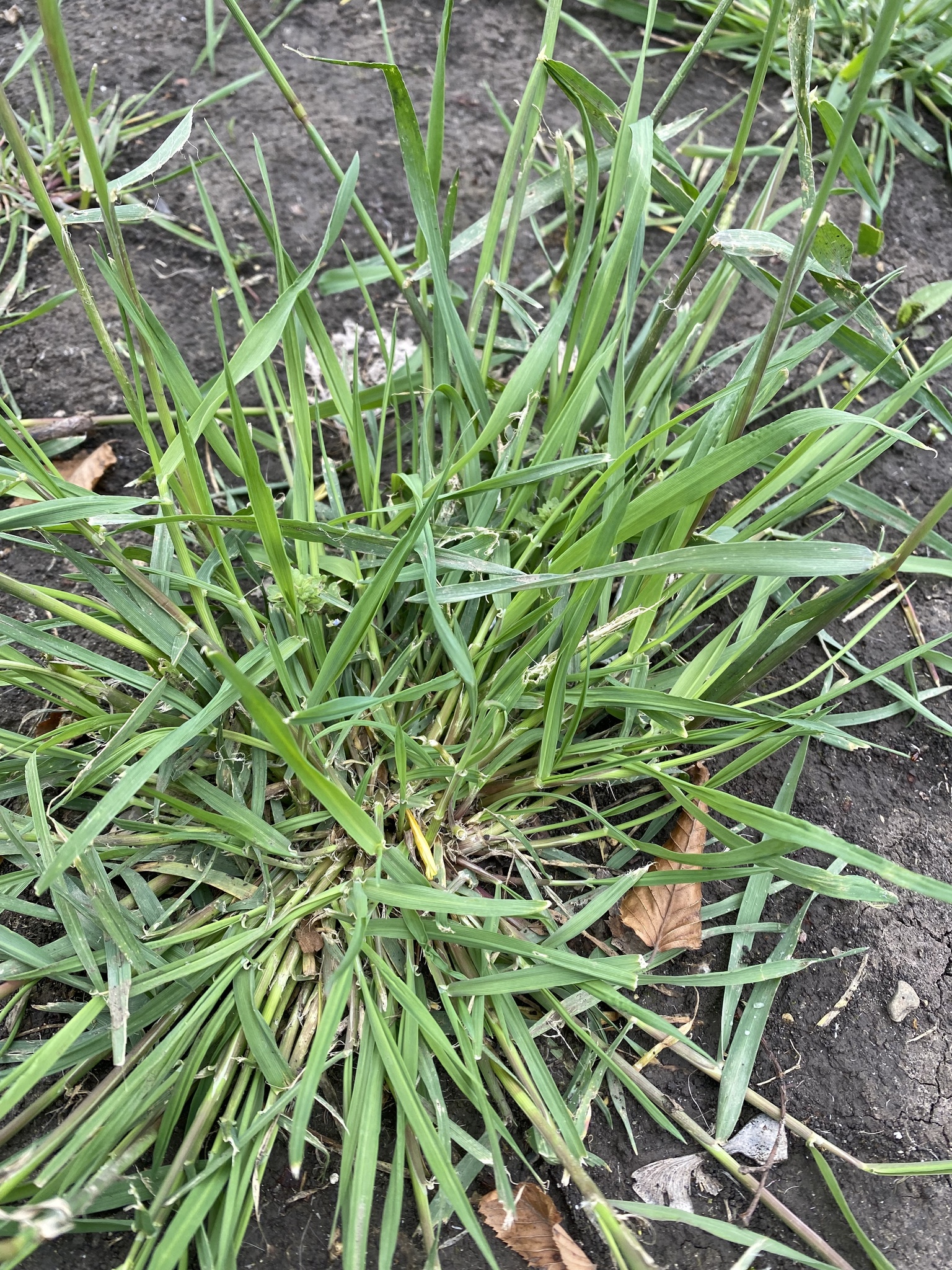 Alopecurus myosuroides Huds.