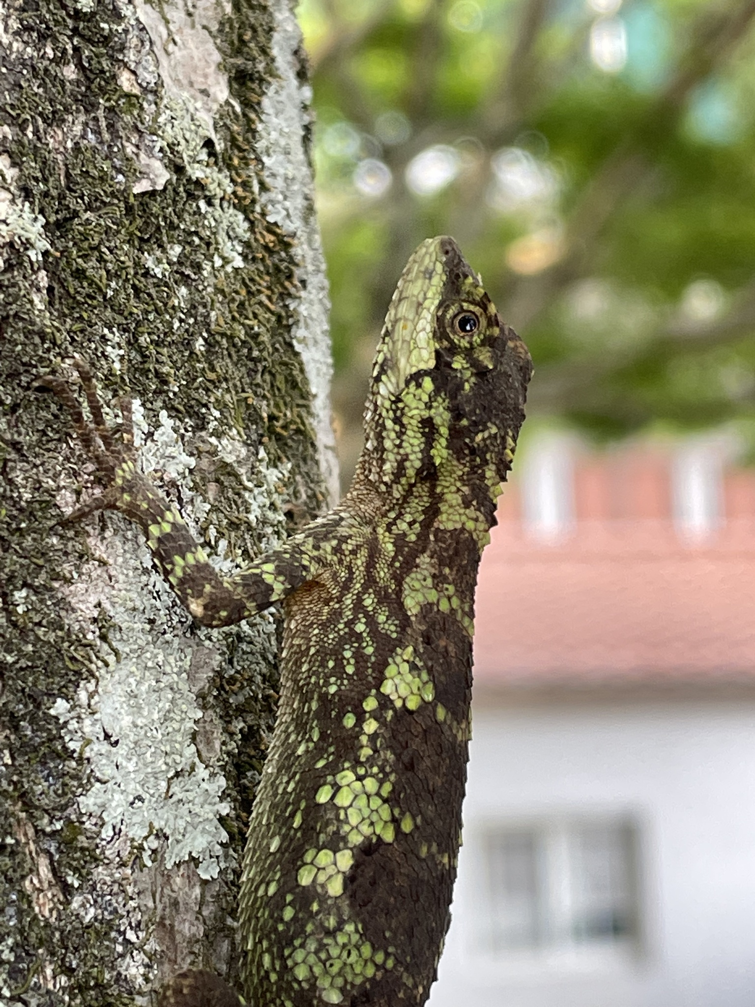 Diploderma polygonatum Hallowell, 1861
