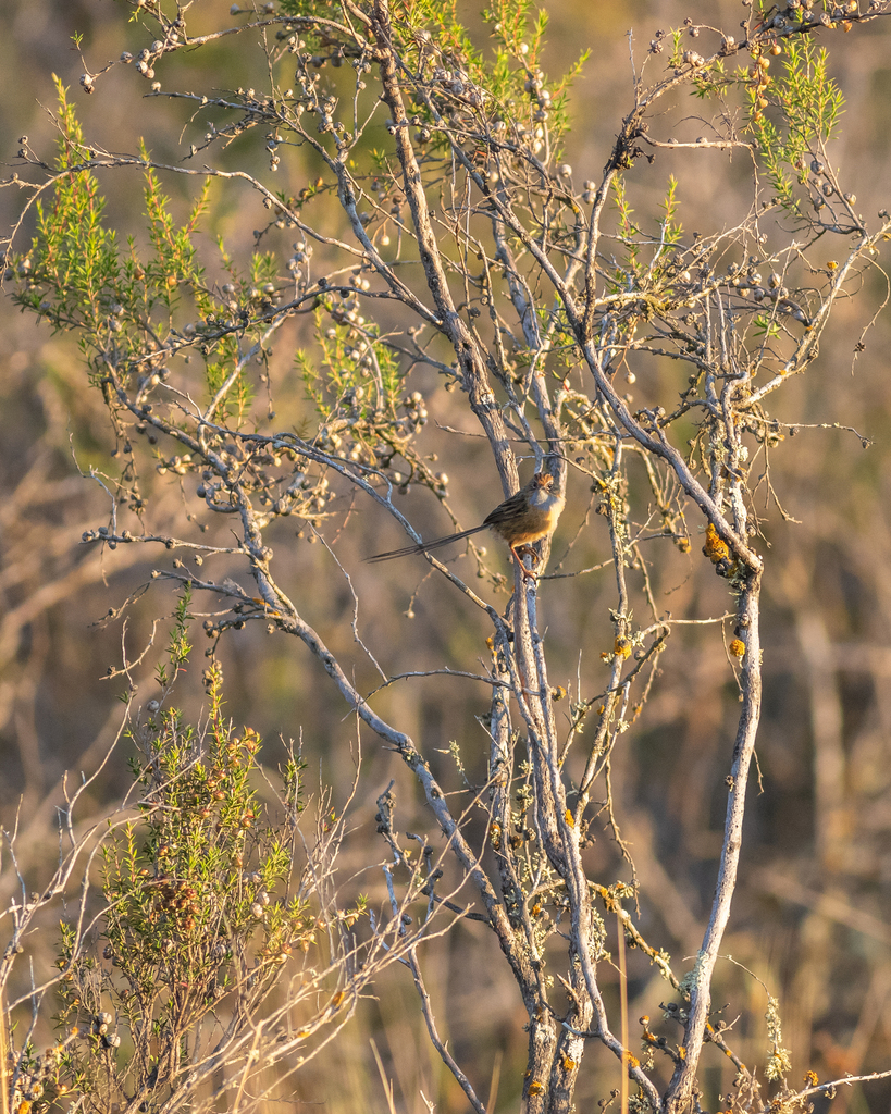 Mount Lofty Ranges Southern Emuwren from Mount Compass SA 5210 ...