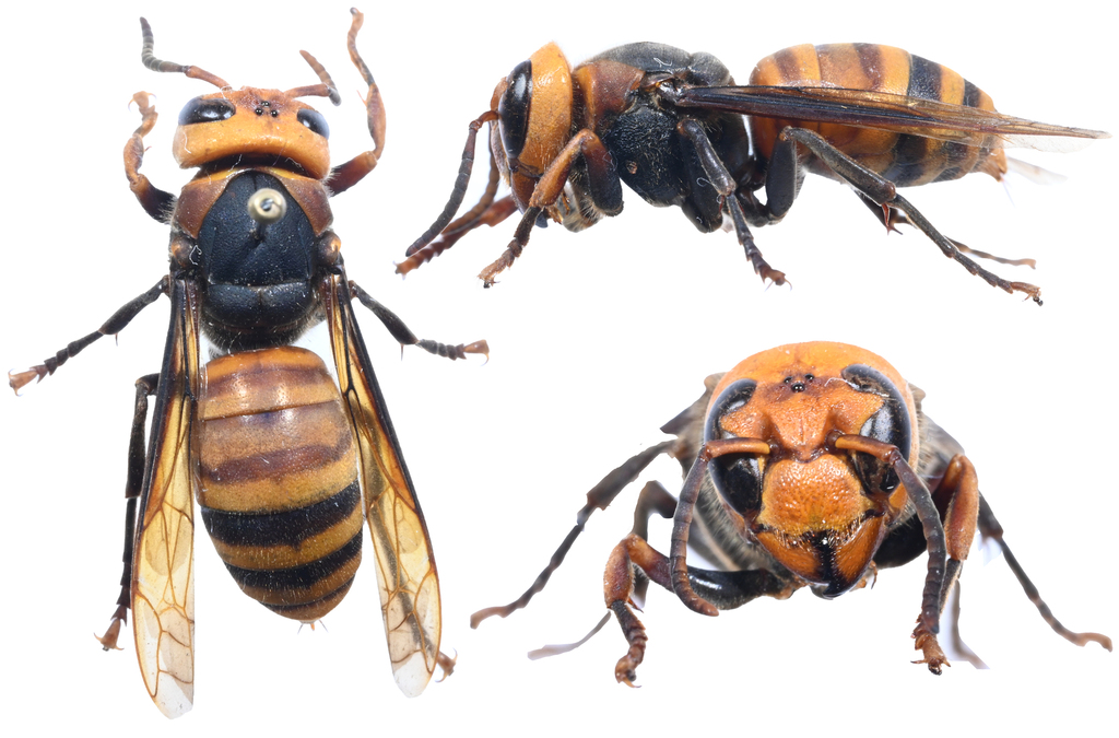 Yellow-vented Hornet from 中国湖北省神农架林区漳宝河谷 on July 08, 2022 at 04:59 PM ...