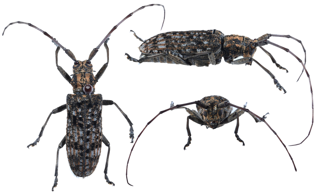 Monochamus alternatus from 中国湖北省神农架林区红坪镇 on July 7, 2022 at 04:59 PM by ...