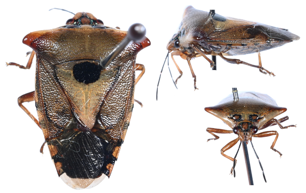 Iphiarusa compacta from 中国湖北省神农架林区关门山 on July 07, 2022 at 04:59 PM by ...