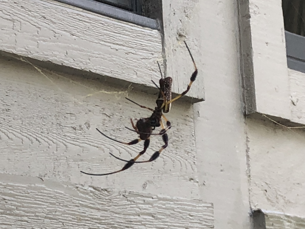Golden Silk Spider from 10 Pepper Bush Cir, Savannah, GA, US on ...