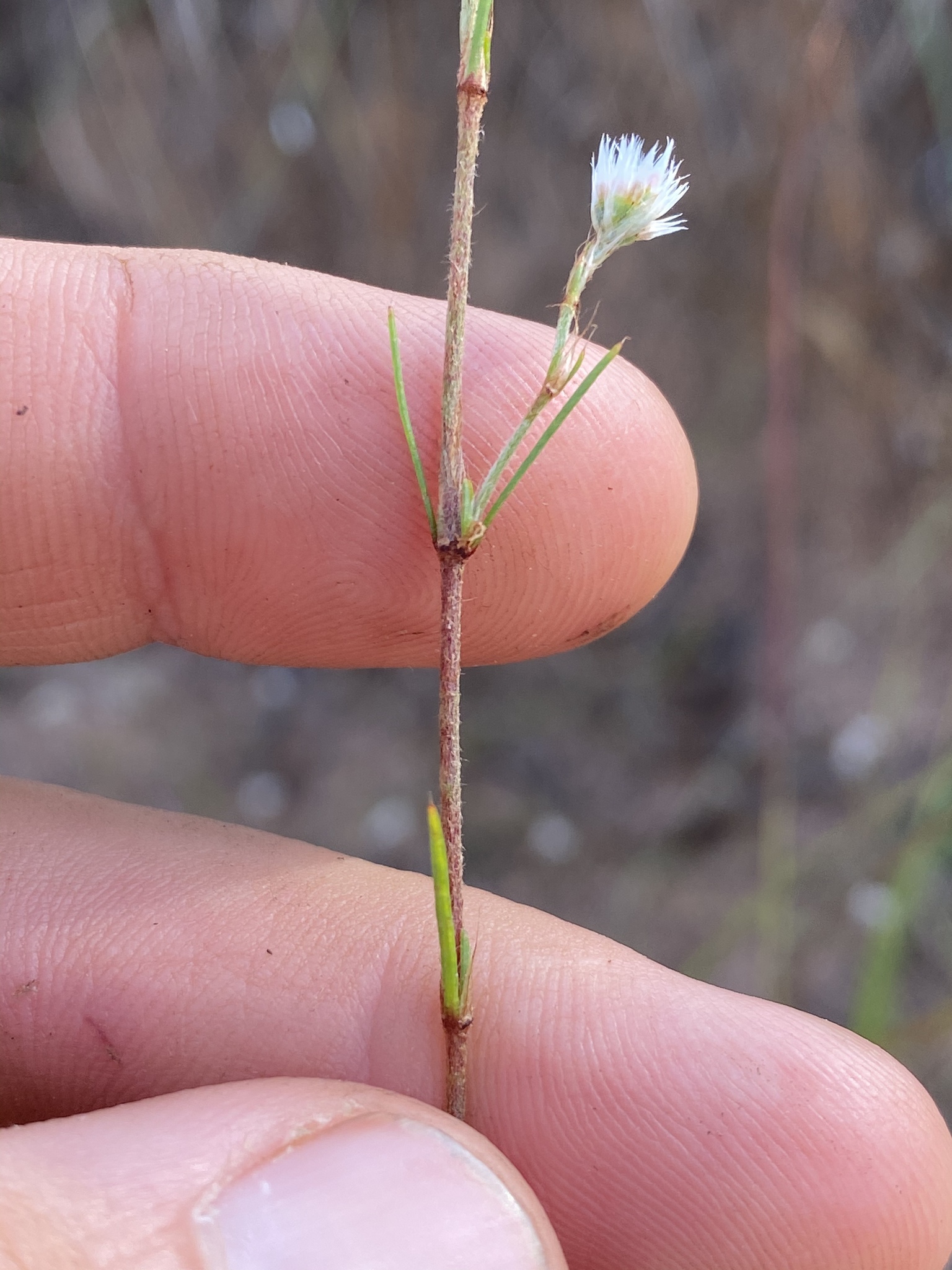 Polycarpaea corymbosa (L.) Lam.