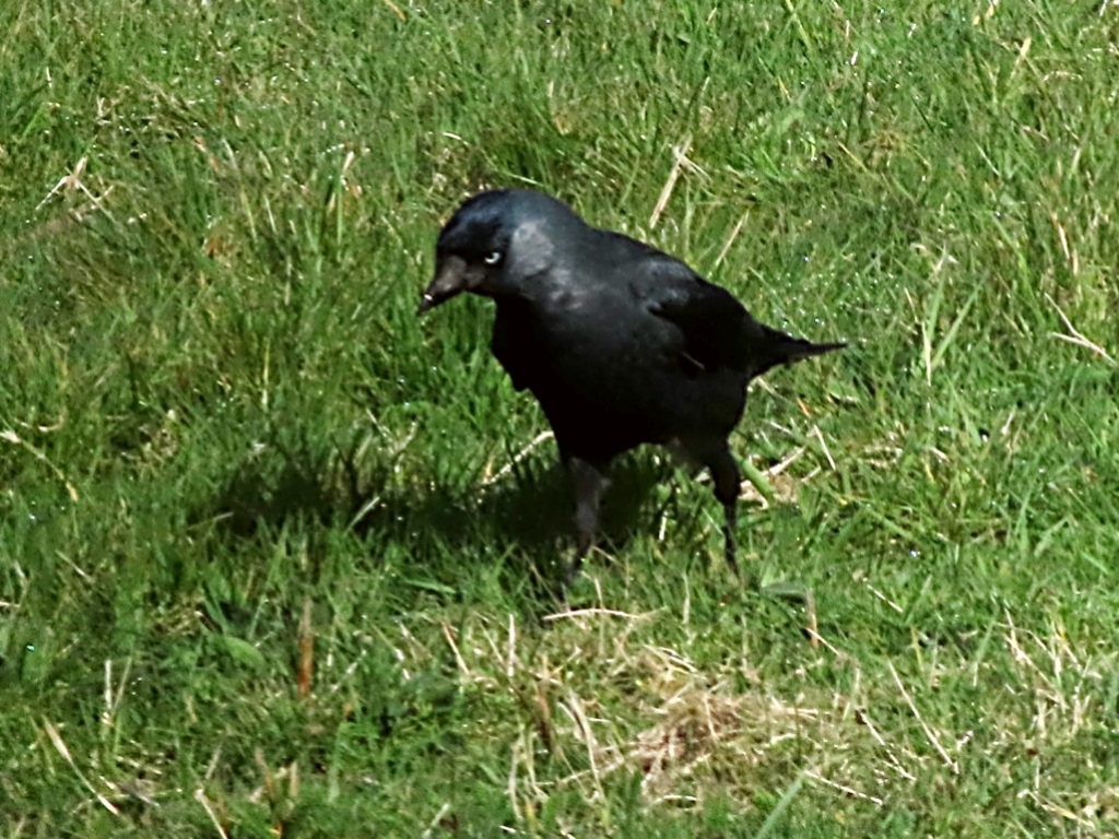 Eurasian Jackdaw from Milton Street on April 11, 2023 at 09:34 AM by ...