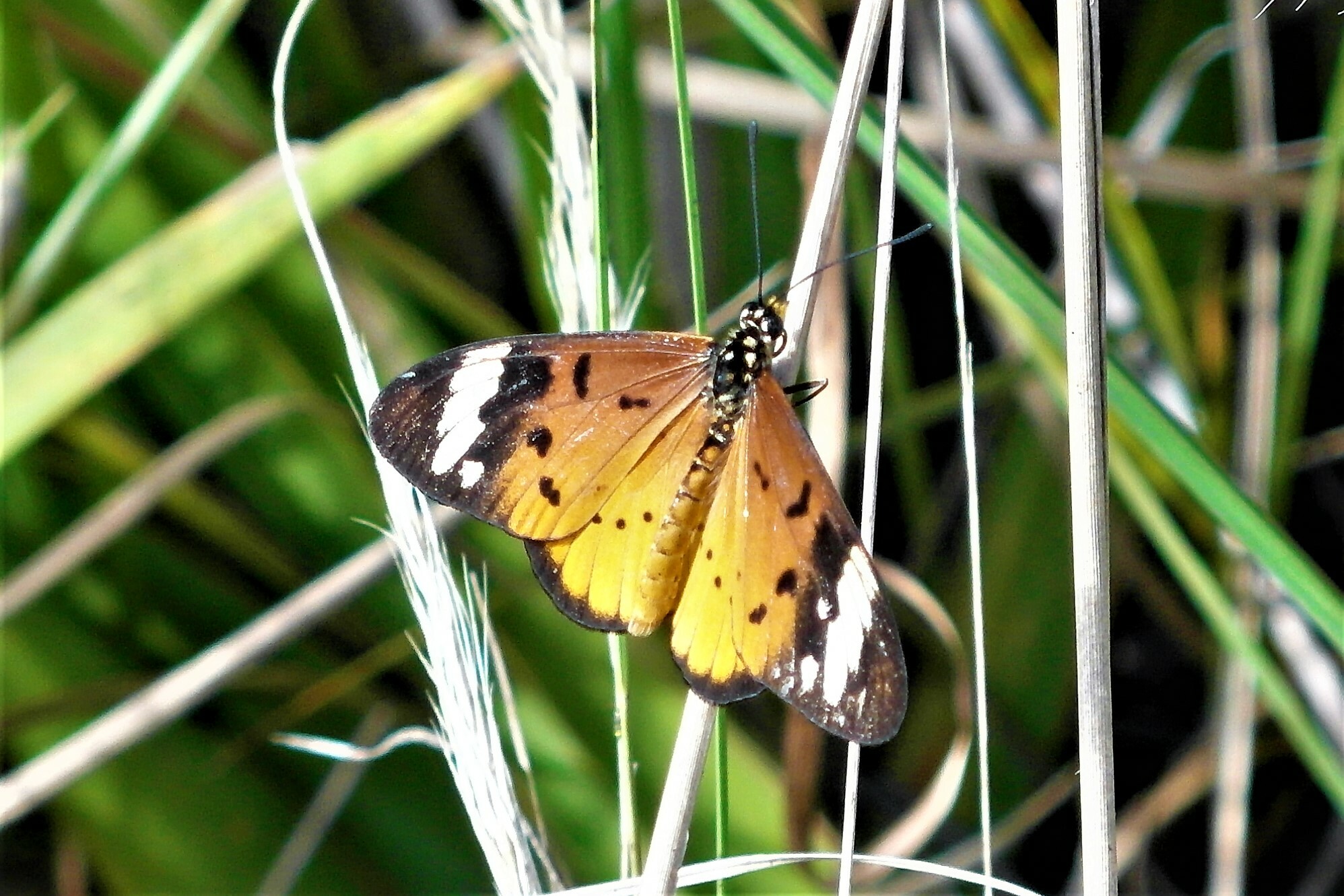 Acraea encedon Linnaeus, 1758