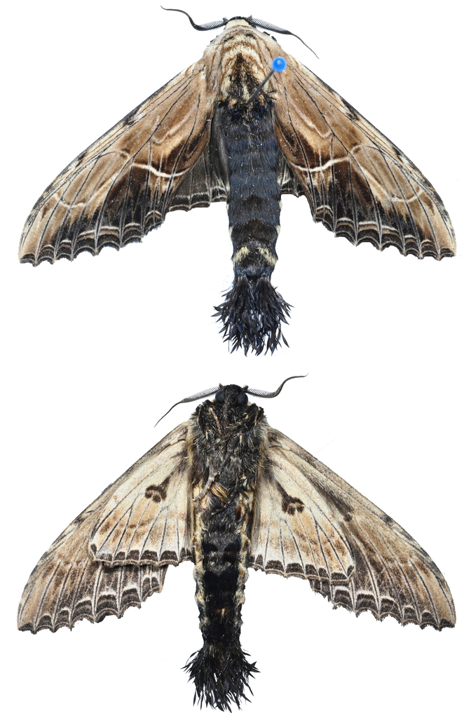 Dudusa sphingiformis from 中国湖北省神农架林区燕子垭 on July 22, 2022 at 04:59 PM by ...