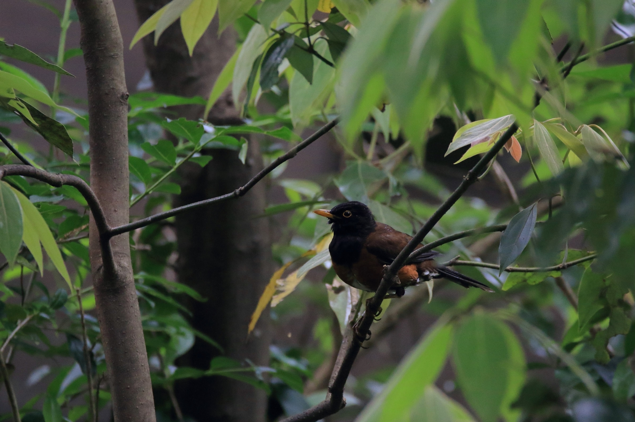 Turdus celaenops Stejneger, 1887