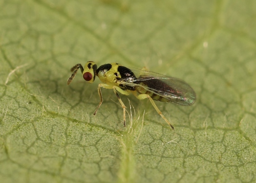 Cirrospilus pictus · iNaturalist