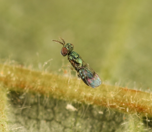 (Neochrysocharis formosa)