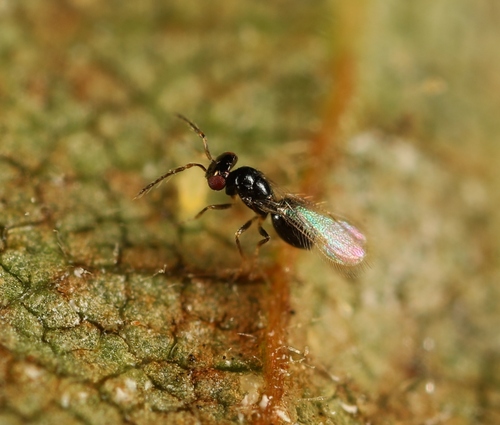 Omphale isander · iNaturalist