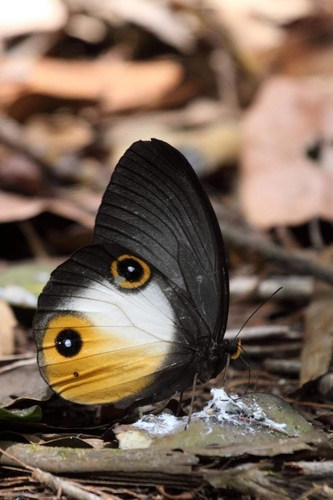 Taenaris onolaus · iNaturalist Mexico