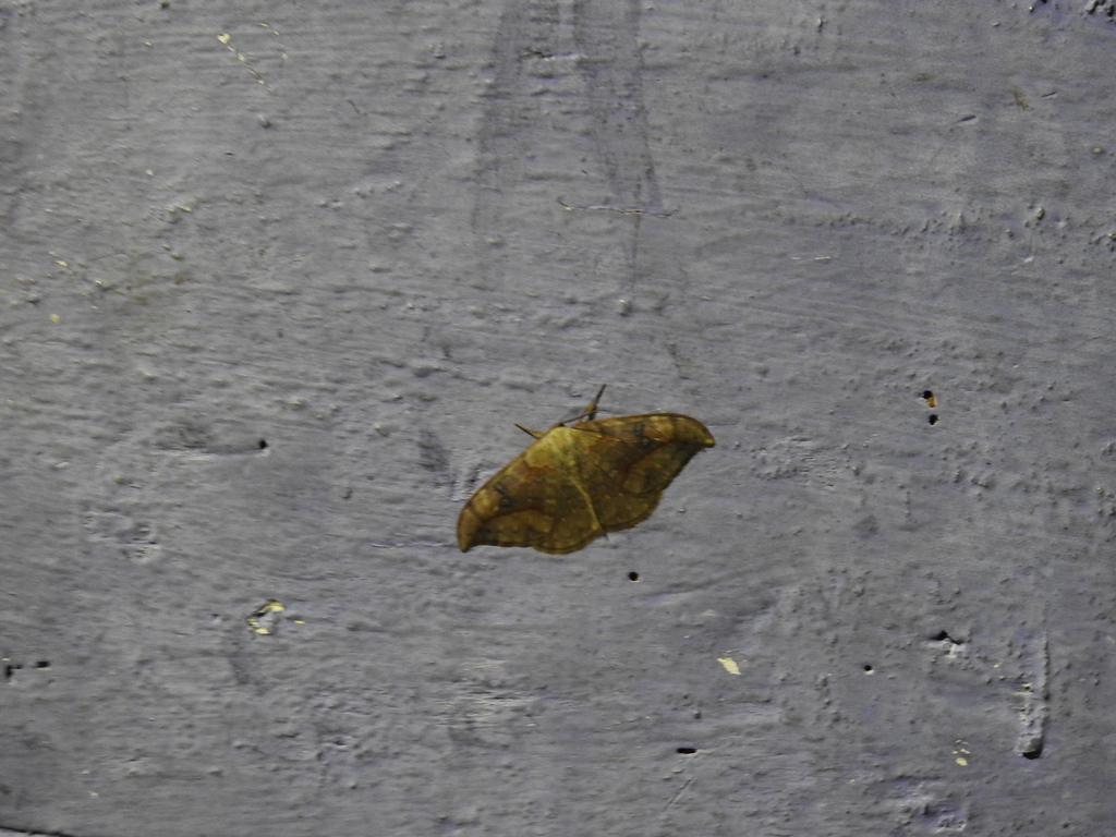 Butterflies and Moths from Sakyong, Dzongu Sikkim 737116, India on ...