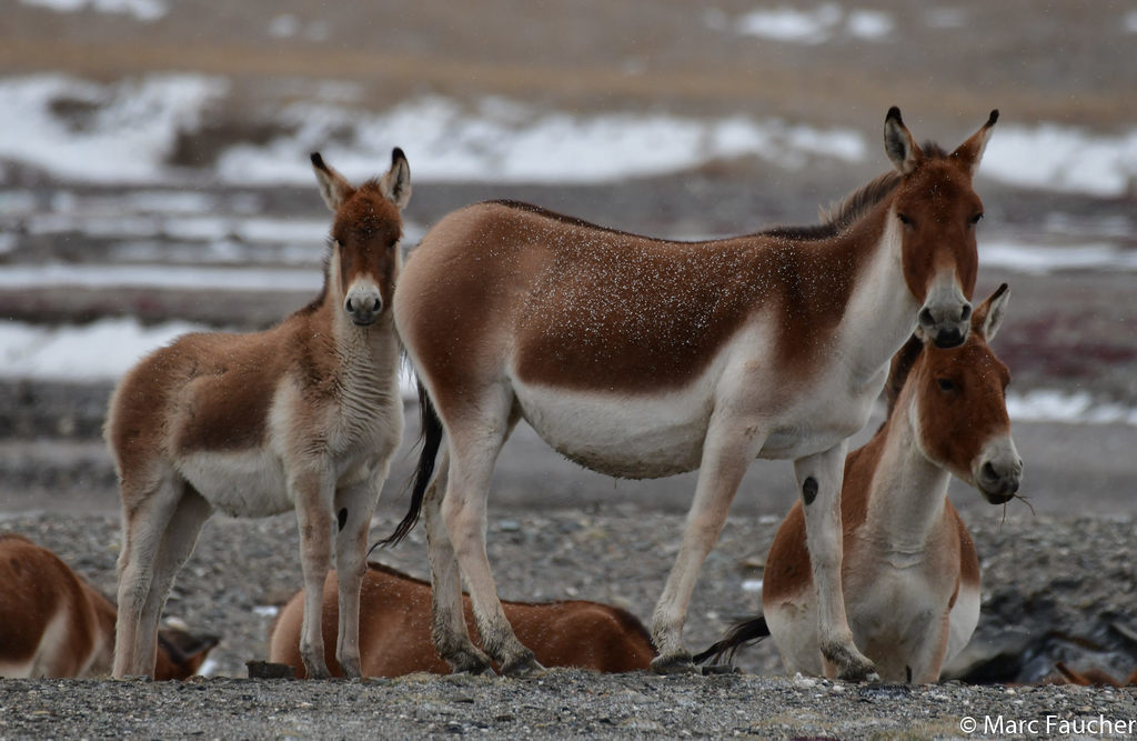 Odd-toed Ungulates (Perissodactyla) - Know Your Mammals
