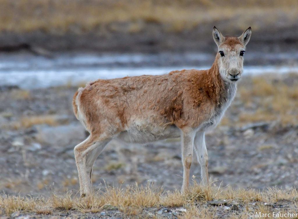 Chiru (Pantholops hodgsonii) - Know Your Mammals