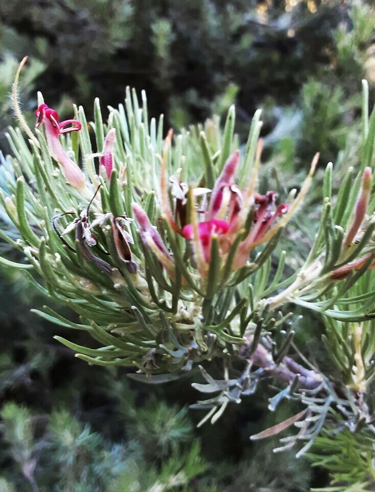 Adenanthos cygnorum in March 2023 by Chris Jonkers · iNaturalist