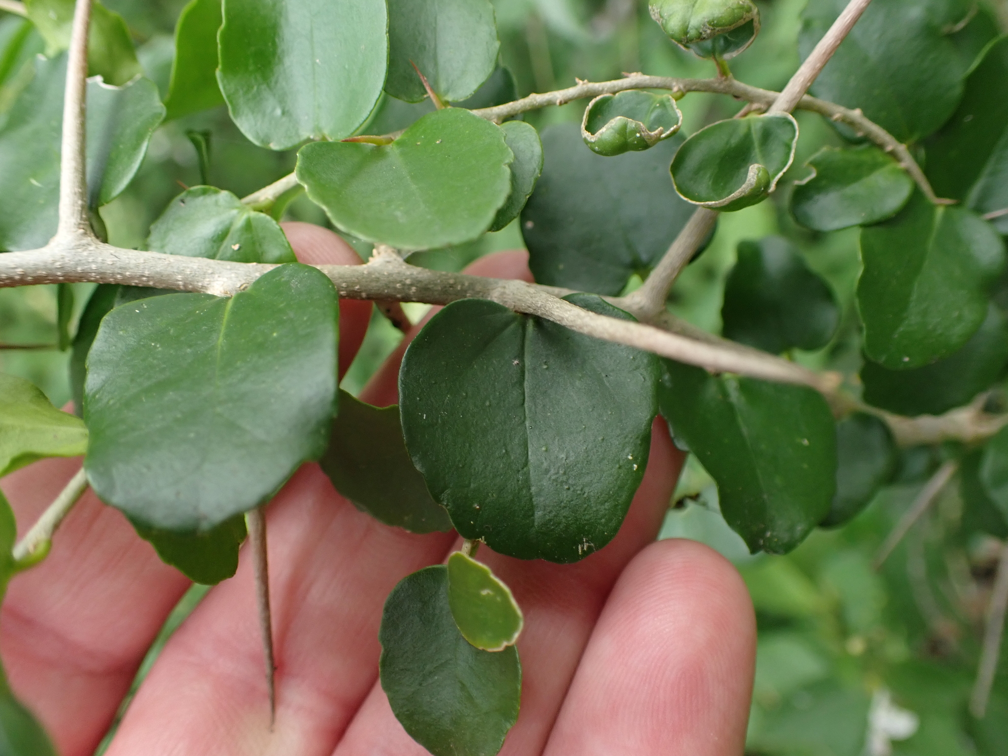 Dovyalis E.Mey. ex Arn.