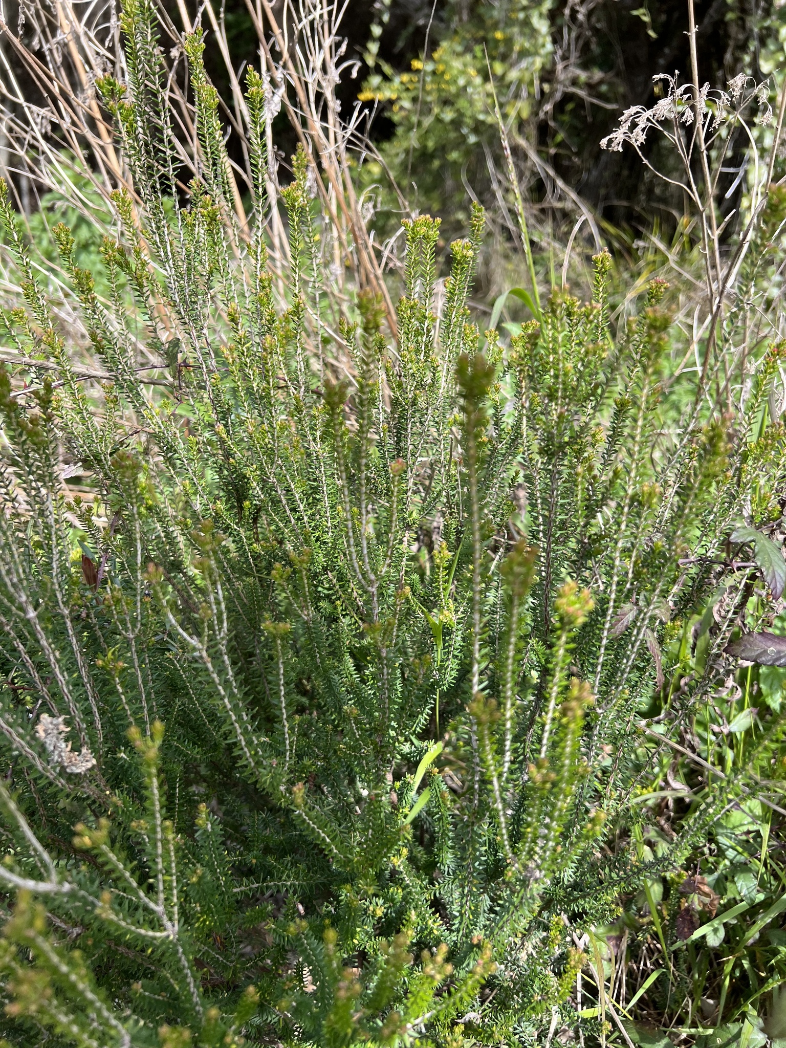 Erica terminalis Salisb.