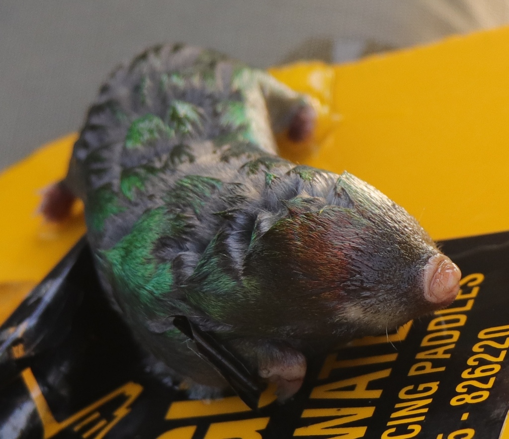 Fynbos Golden Mole from Touw River, Wilderness on April 06, 2023 at 10: ...