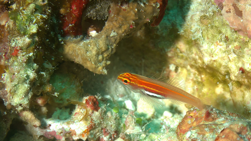 Neon Pygmy-goby from Tubbataha Reef, Cagayancillo, Philippines on March ...