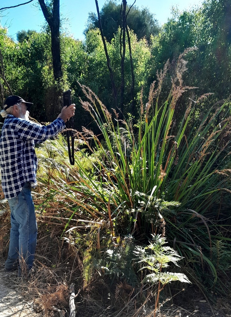riverside sword-sedge from Yanchep WA 6035, Australia on March 8, 2023 ...