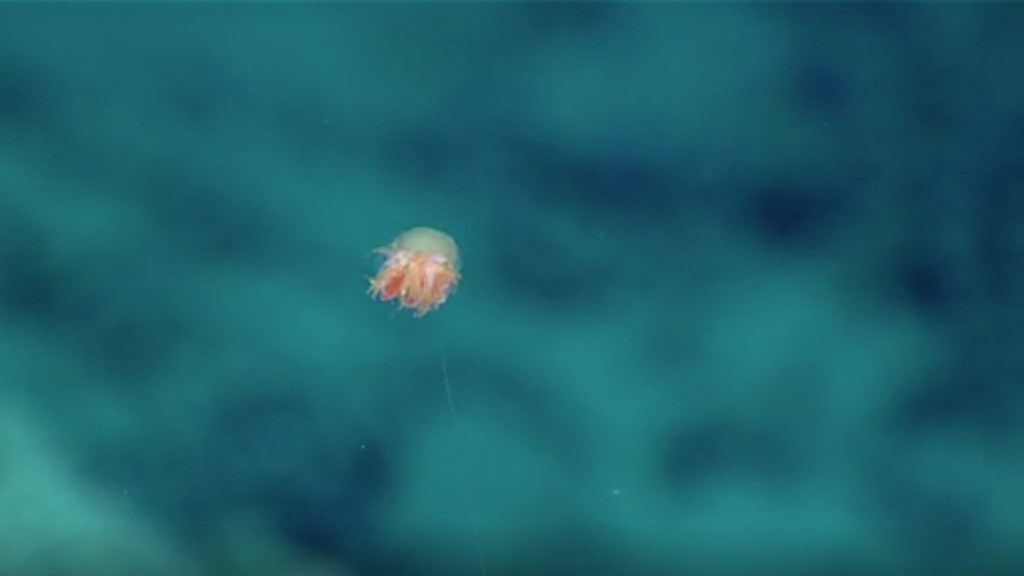 Rhodaliidae from Blake Escarpment South on June 17, 2018 at 08:27 AM by ...