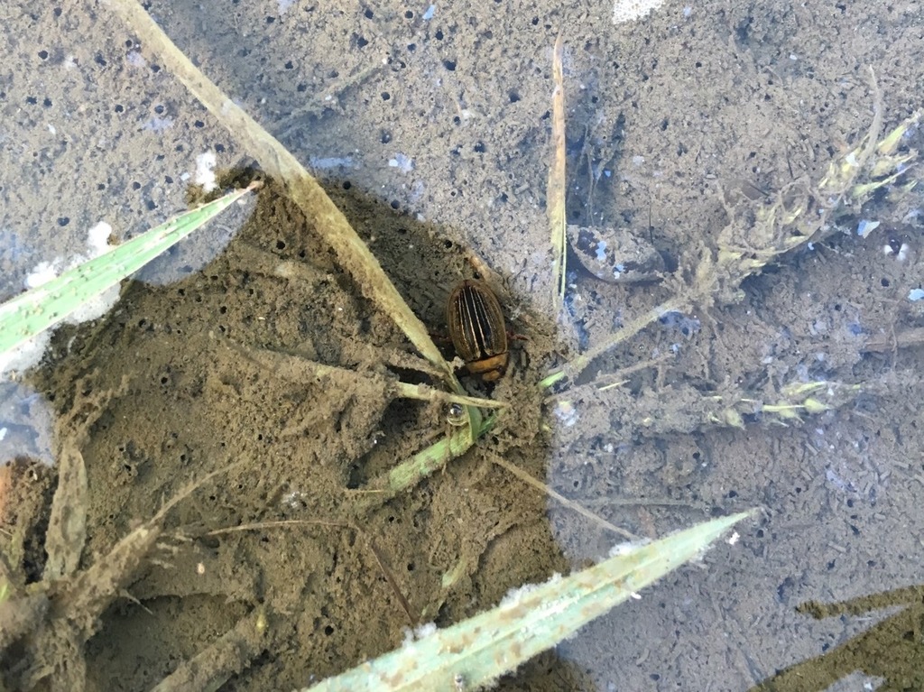 Hydaticus grammicus in August 2016 by renshuchu · iNaturalist