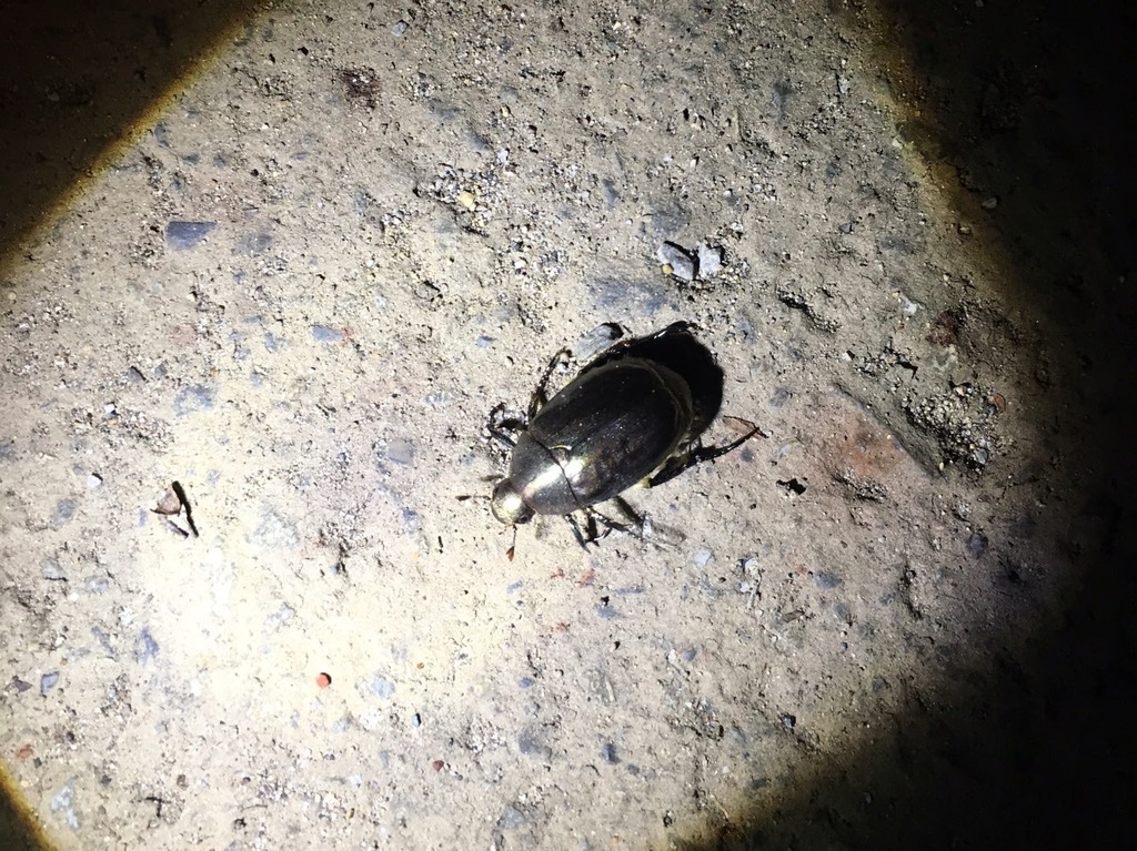 Cupreous Chafer in September 2016 by renshuchu · iNaturalist