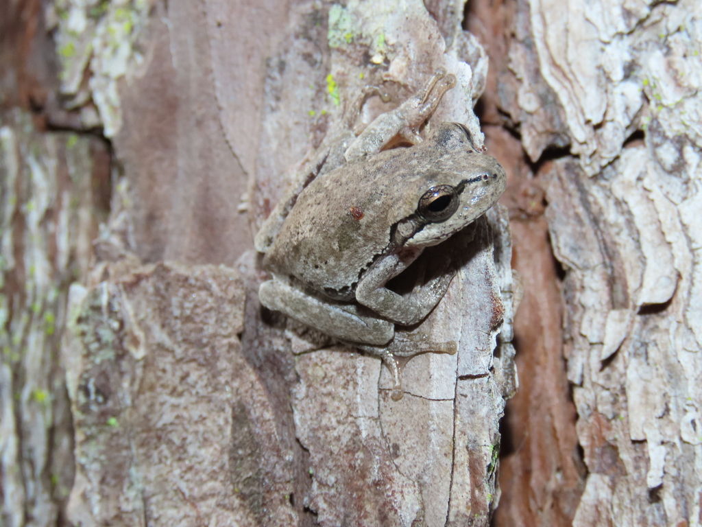 Pine Woods Tree Frog in April 2023 by Richard D Reams · iNaturalist