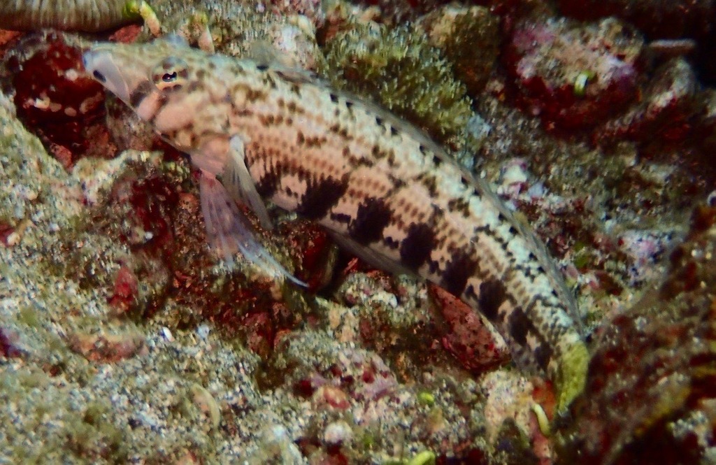 Sharpnose Sandperch from Bitung, Sulawesi Utara, Indonesia on May 29 ...