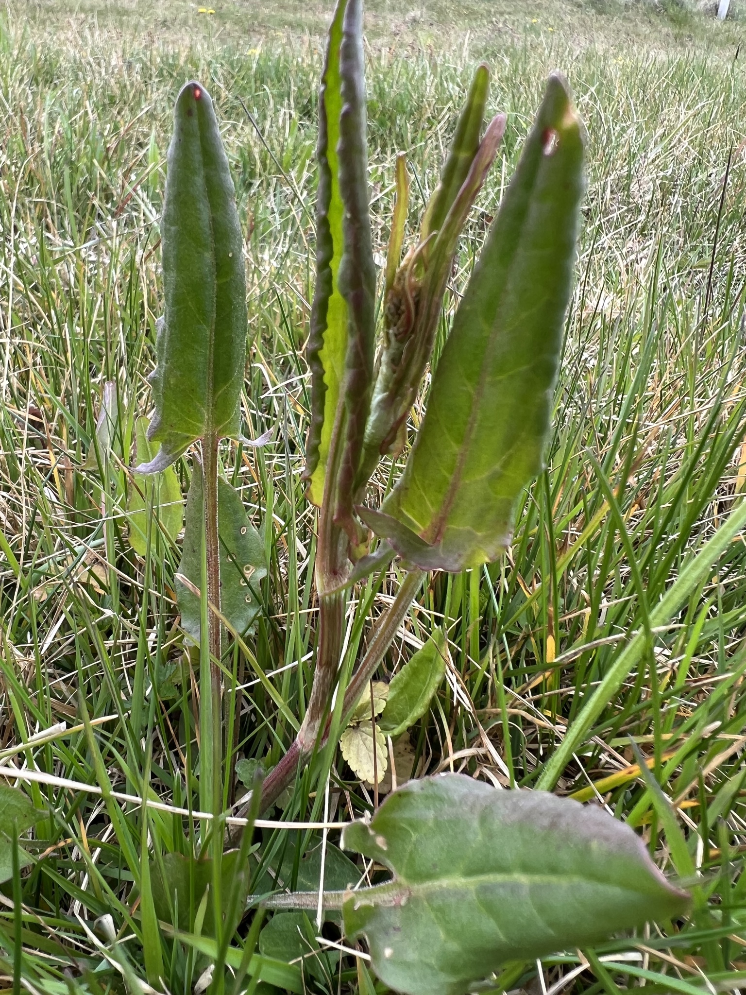 Rumex thyrsiflorus Fingerh.