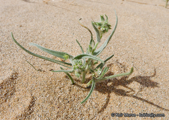 Ribbed Cryptantha (Death Valley in February) · iNaturalist