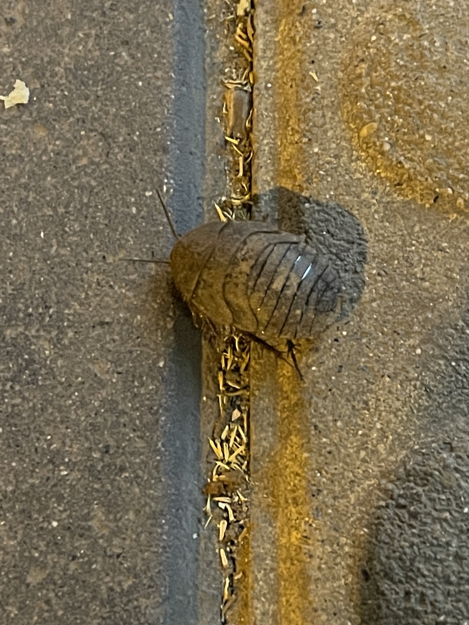 Eupolyphaga sinensis (Walker, 1868)