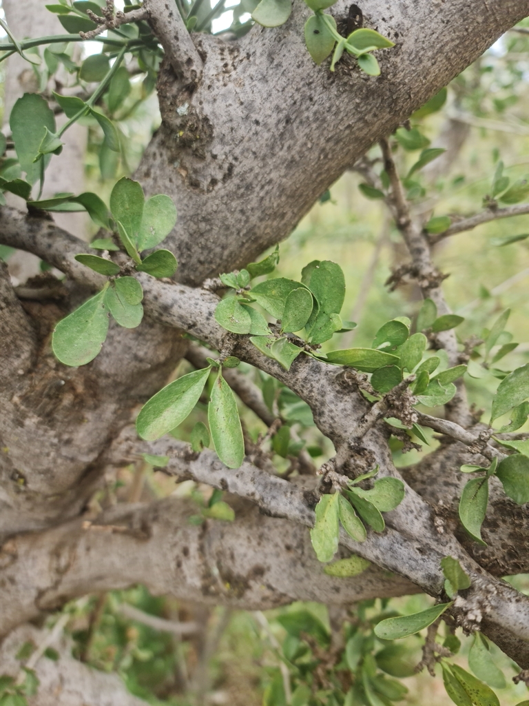 Puzzle Bush from Fochville, South Africa on April 09, 2023 at 02:06 PM ...