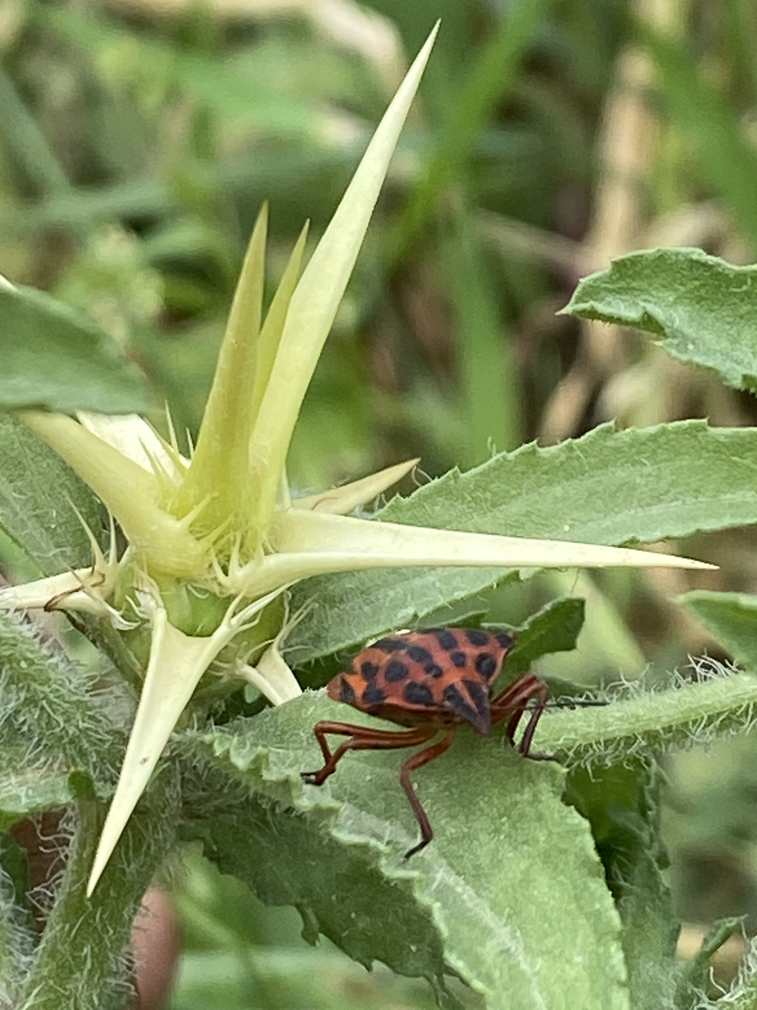 Graphosoma semipunctatum (Fabricius, 1775)