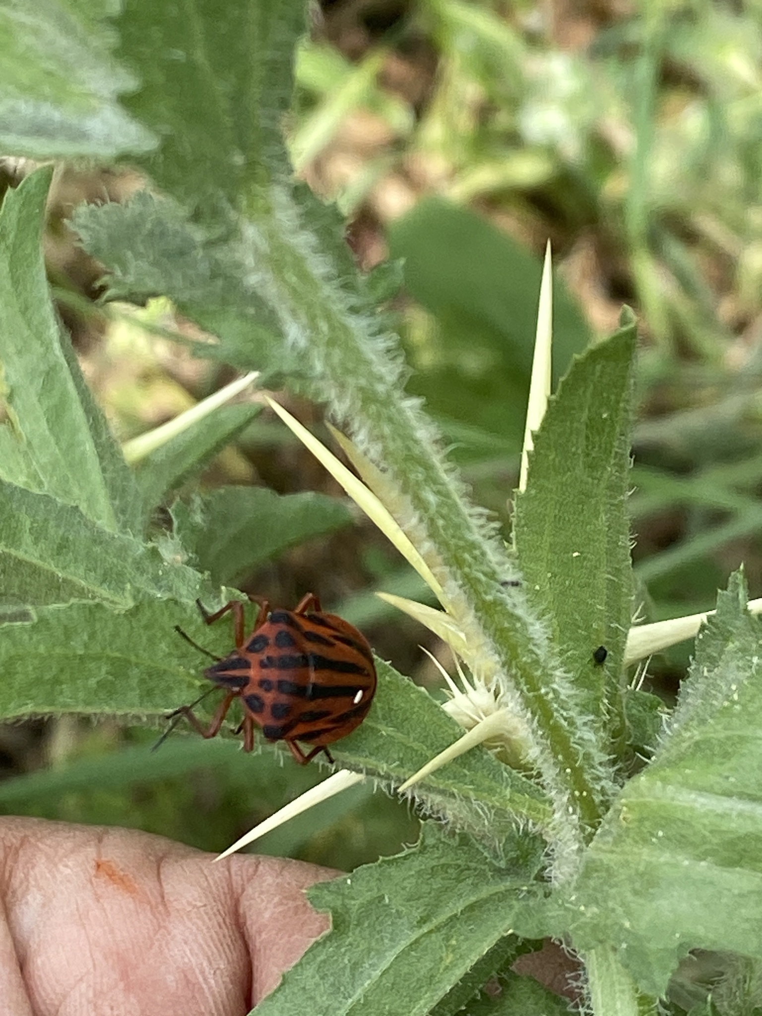 Graphosoma semipunctatum (Fabricius, 1775)