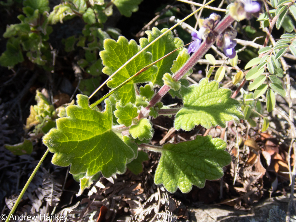 Vicks Plant (Coleus hadiensis) - Botanical Realm