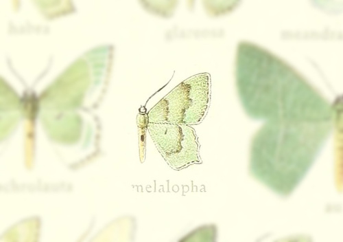 Hemithea melalopha · iNaturalist