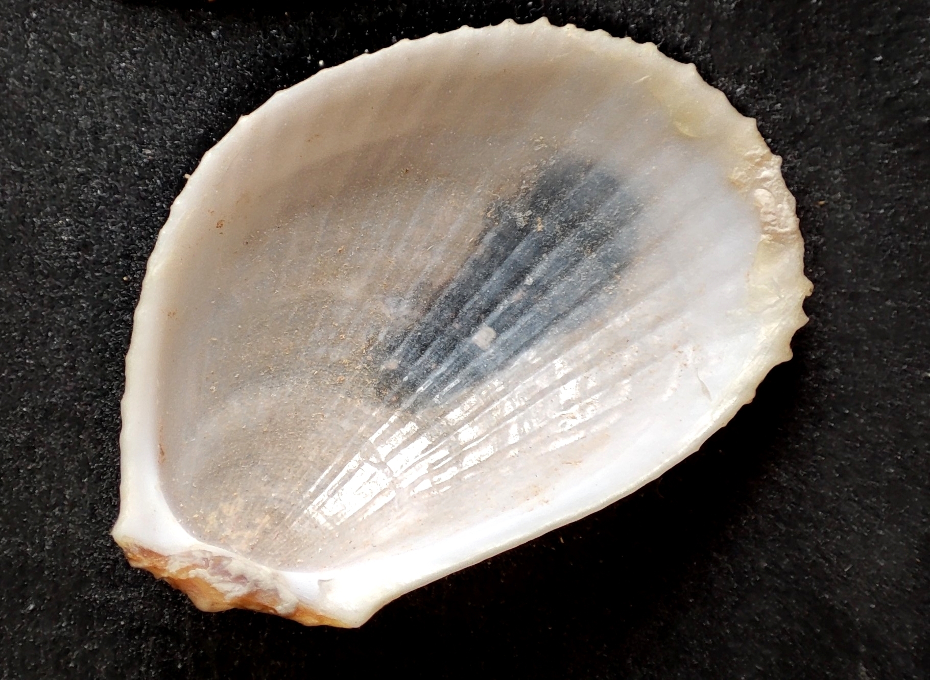 Limaria tuberculata (Olivi, 1792)