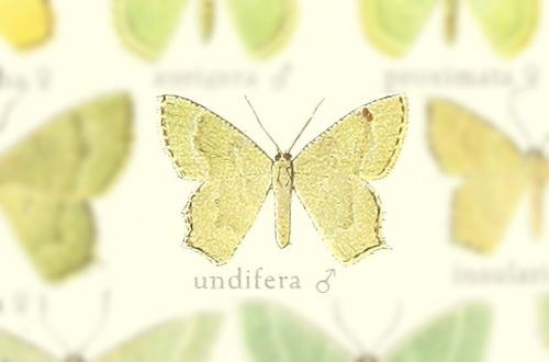 Hemithea undifera · iNaturalist United Kingdom