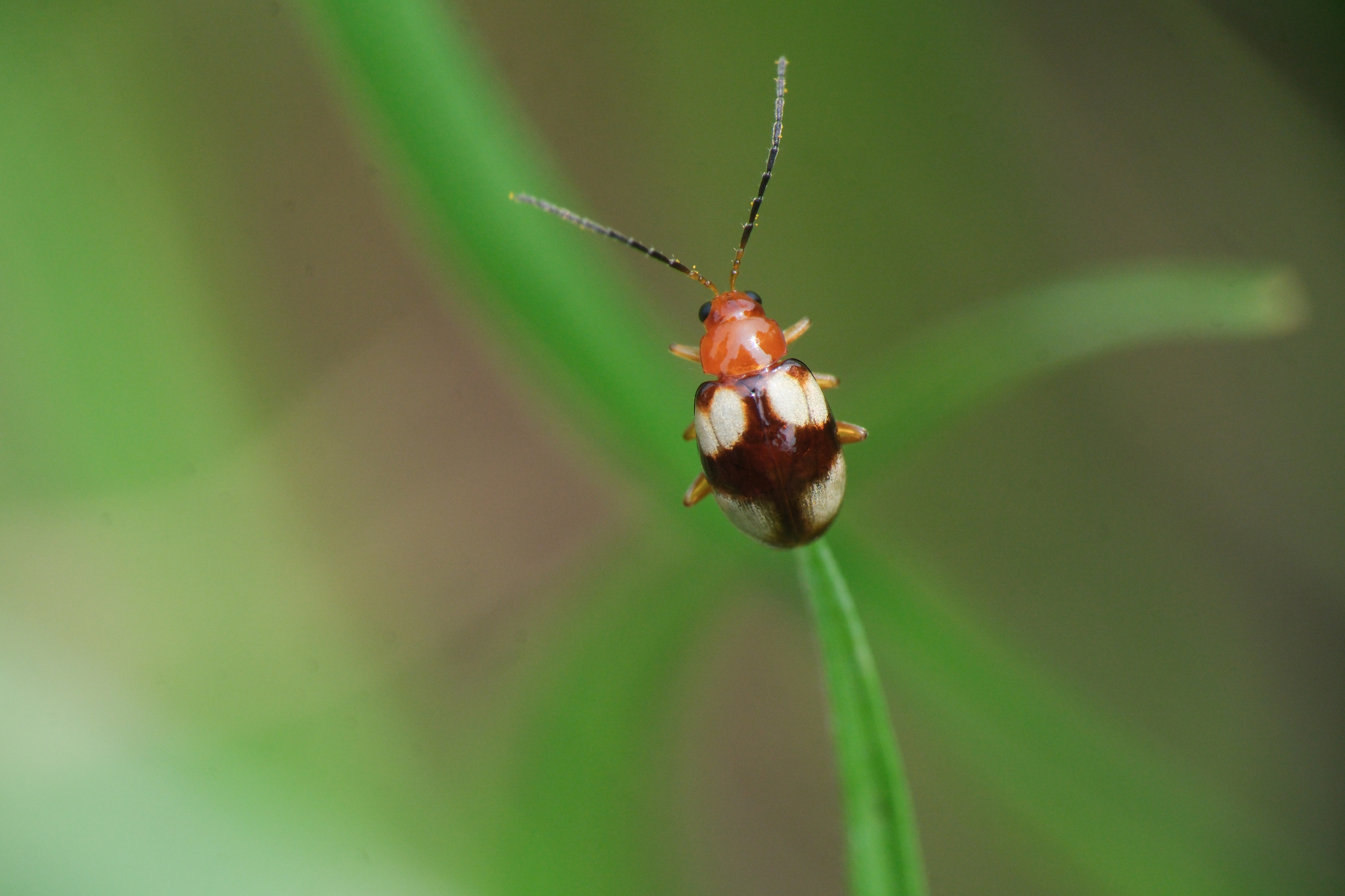 Monolepta signata (Olivier, 1808)