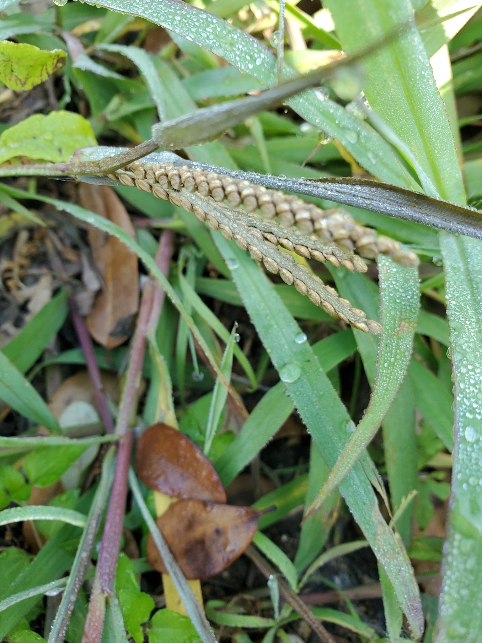 Paspalum pubiflorum Rupr. ex E.Fourn.