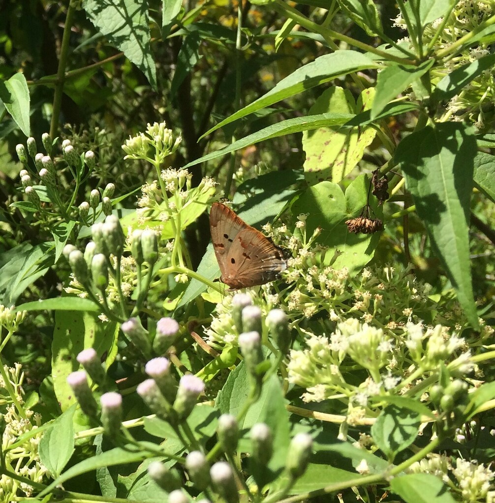 Atlides rustan from Guaraqueçaba - State of Paraná, 83390-000, Brazil ...