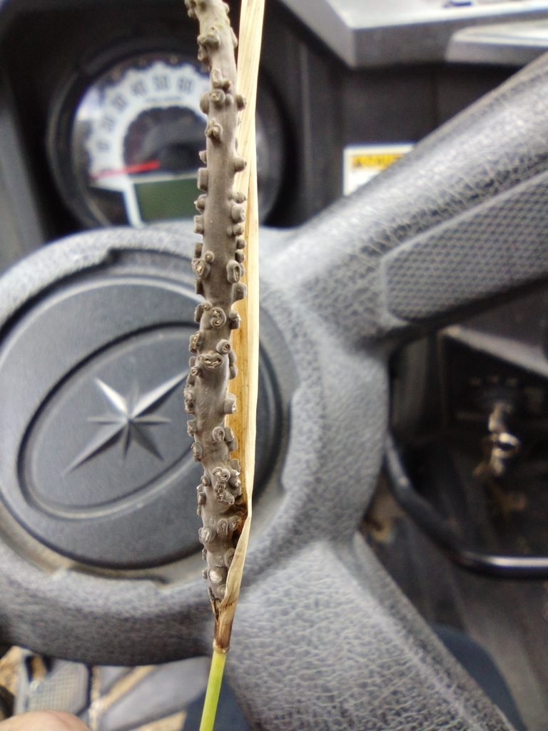 Balansia from Lake Wales, FL 33853, USA on April 10, 2023 at 11:58 AM ...