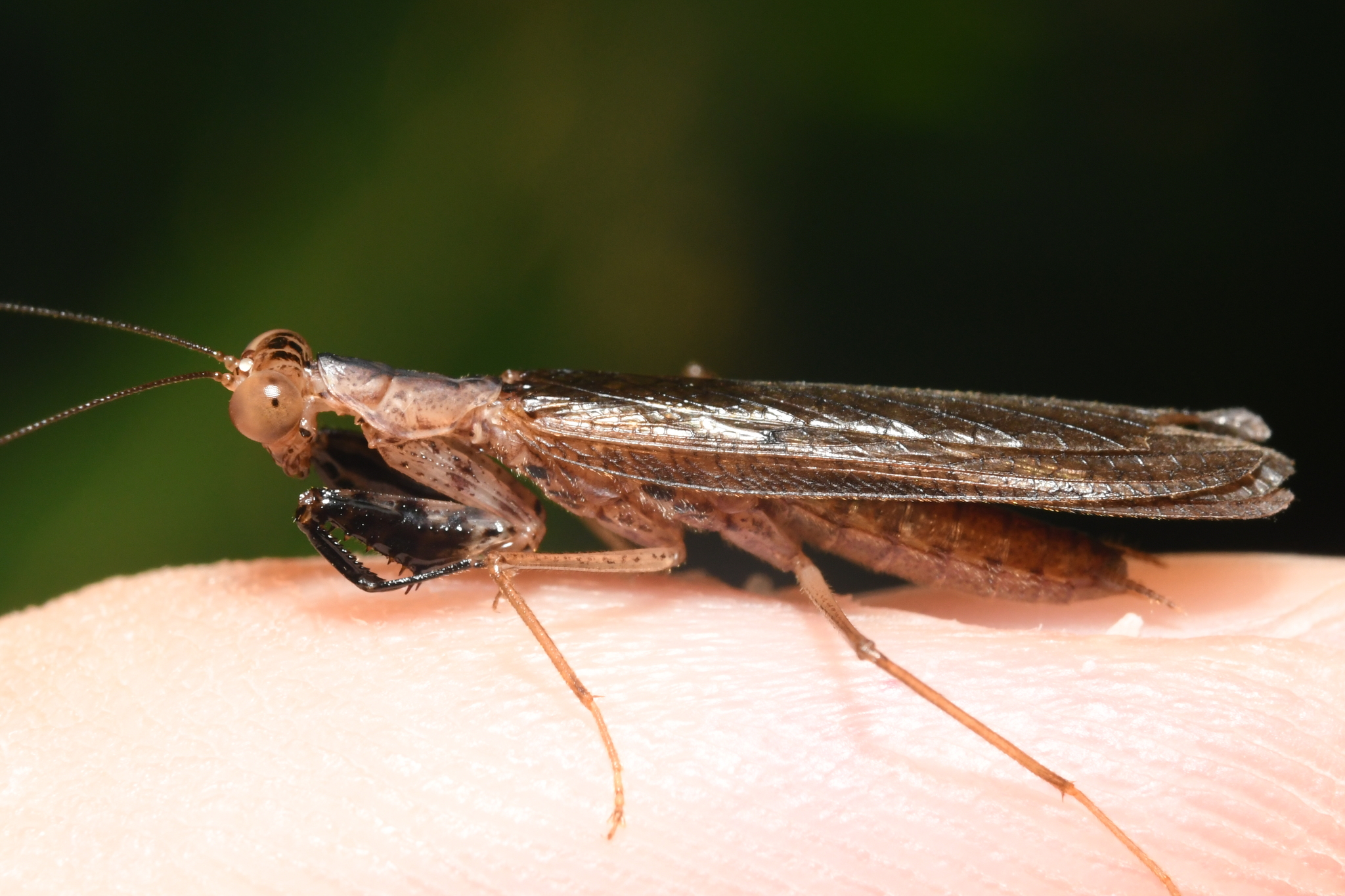 Amantis reticulata Haan, 1842