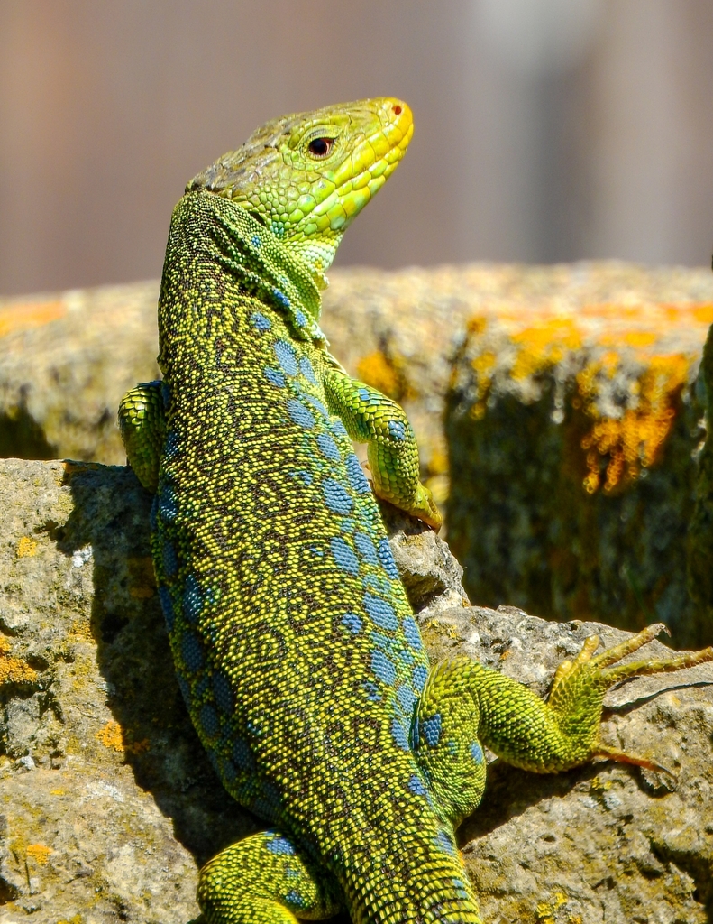 Ocellated lizard from Almada, Portugal on April 11, 2023 at 11:49 AM by ...