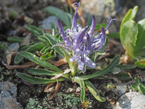 Hybrid Phyteuma × obornyanum · iNaturalist