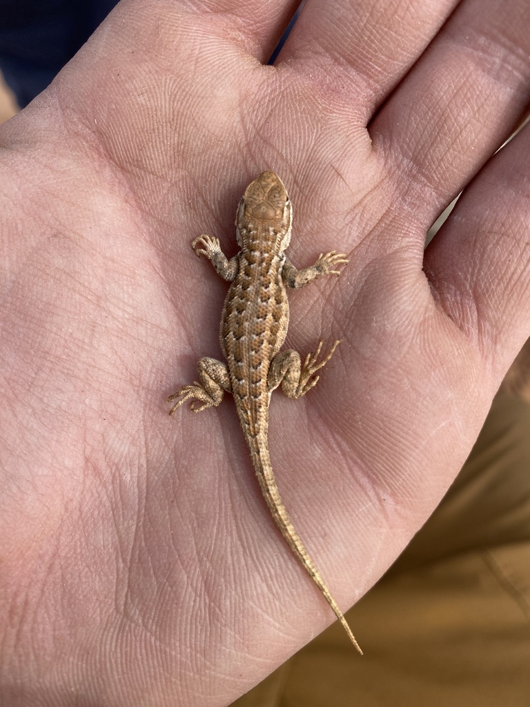 Common Sagebrush Lizard from Orangeville, UT, US on April 7, 2023 at 04 ...