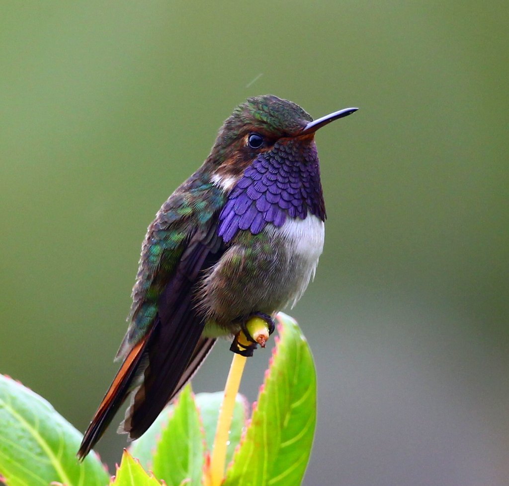 Volcano Hummingbird (AVIFAUNA ZONA PROTECTORA RIO NAVARRO RIO SOMBRERO ...